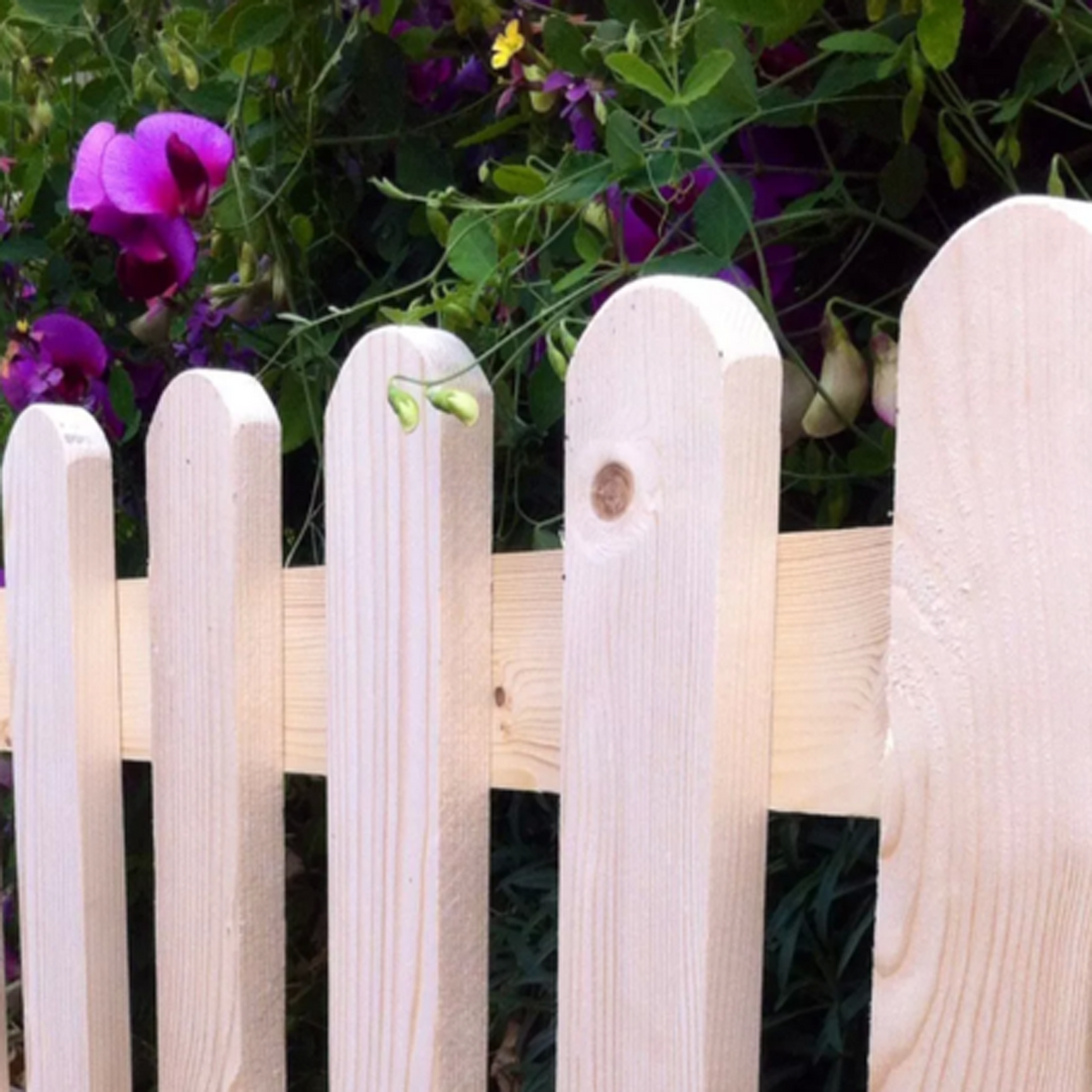 Natural with Rounded Tops – The Picket Fence Company